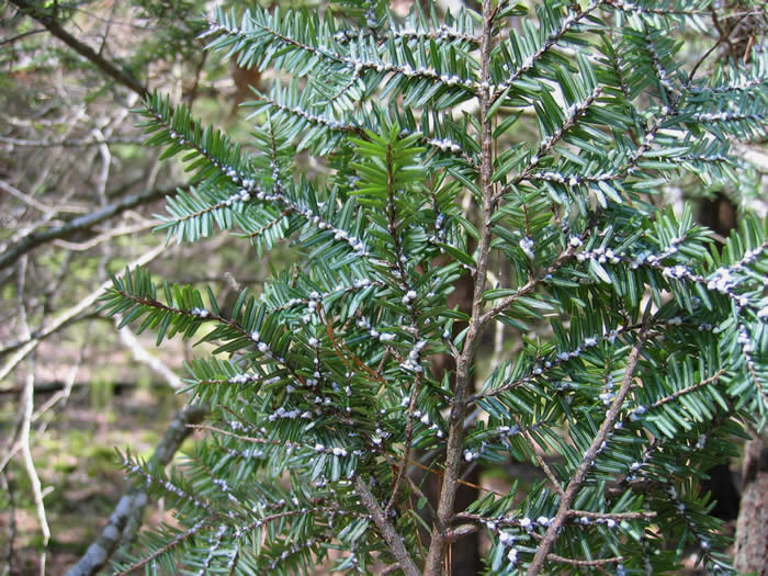 Hemlock Woolly Adelgid Life Stages: Hemlock Woolly Adelgid : Insect ...