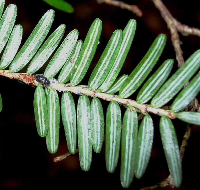 Hemlock Woolly Adelgid Life Stages: Hemlock Woolly Adelgid : Insect ...